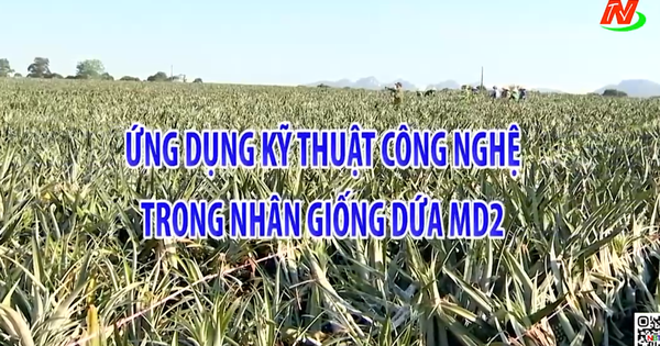 Ứng dụng kỹ thuật công nghệ trong nhân giống dứa MD2