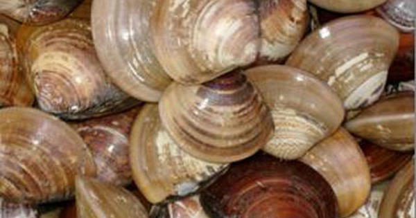 Kỹ thuật nuôi ngao (Meretrix sp.)