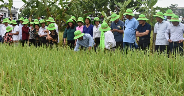 Bà con nông dân nơi này nô nức ra đồng ngắm những bông lúa dài, nặng ...
