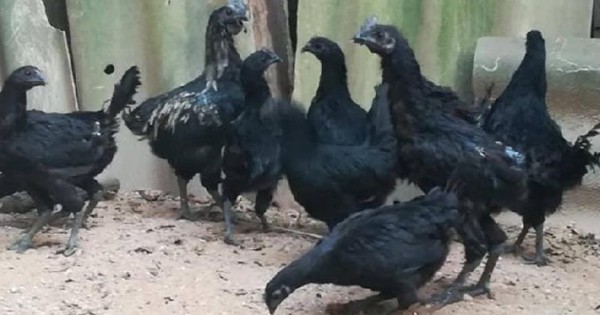 Thịt gà đen H'mông: Sản phẩm OCOP 4 sao của huyện Quốc Oai - Cổng Thông ...